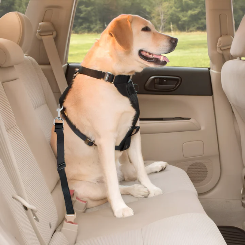 Adjustable Car Restraint Belt for Pets – Tail & Whisker Co.